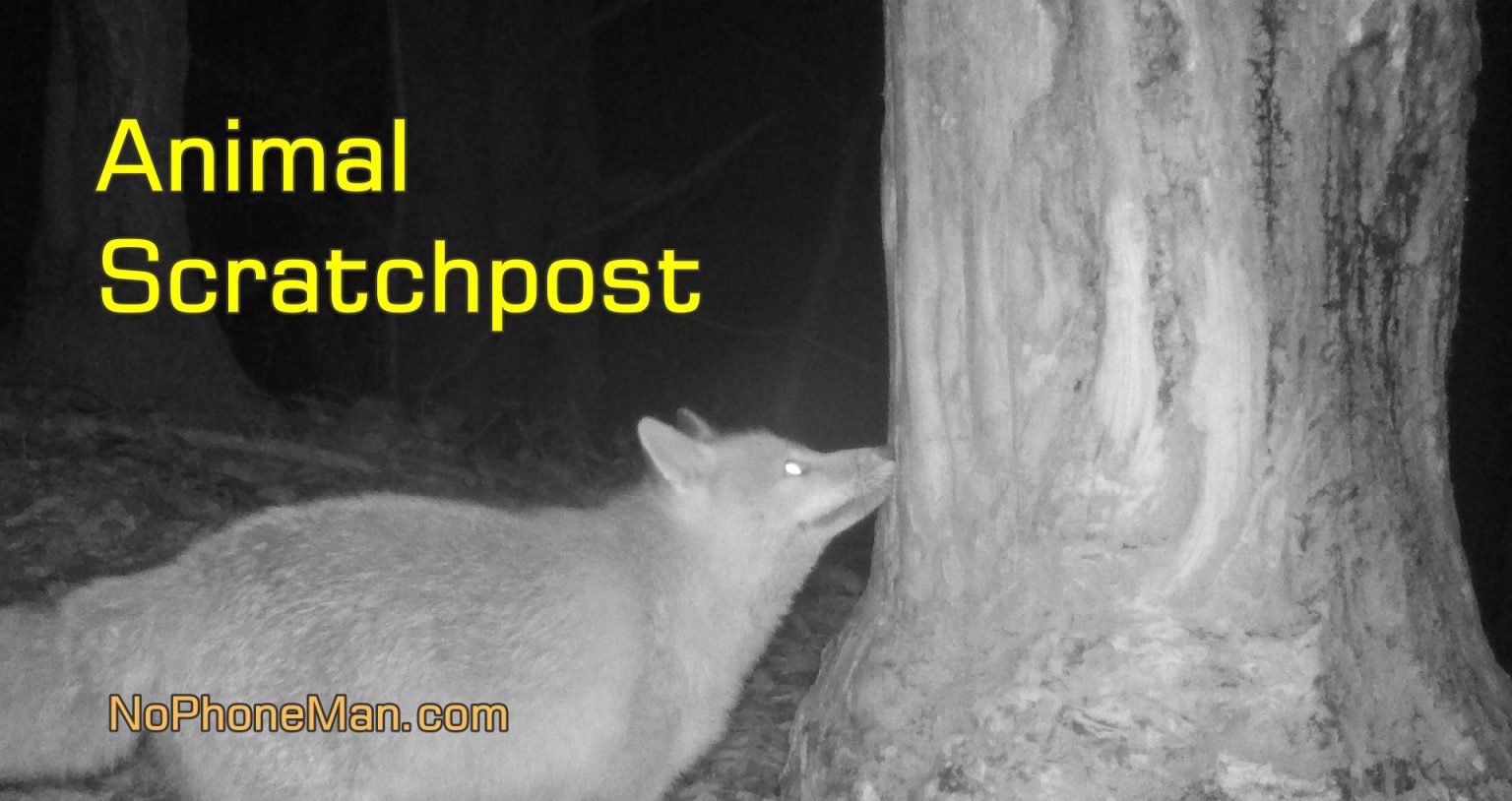 Animal Scratchpost – Tree Used by Wildlife to Scratch Itchy Furs – No ...