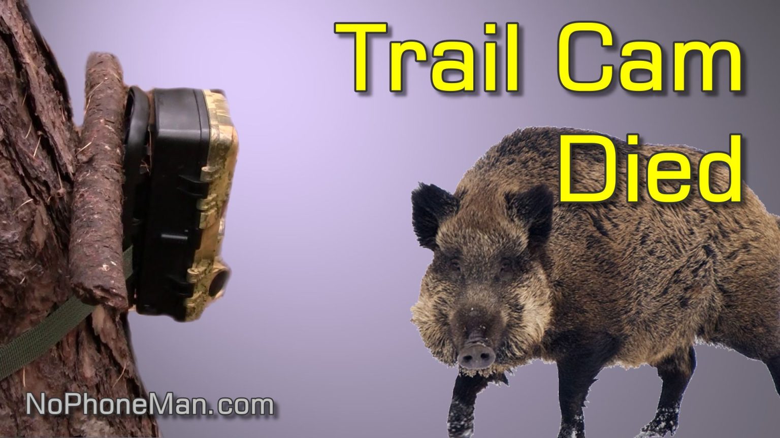 My Trail Cam at Animal Scratchpost Is Dead After Capturing Wild Boars ...