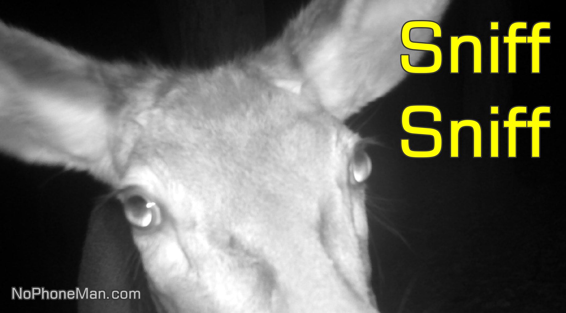 Trail Cam Footage of Red Deer Hind Scratching Head and Sniffing Camera ...