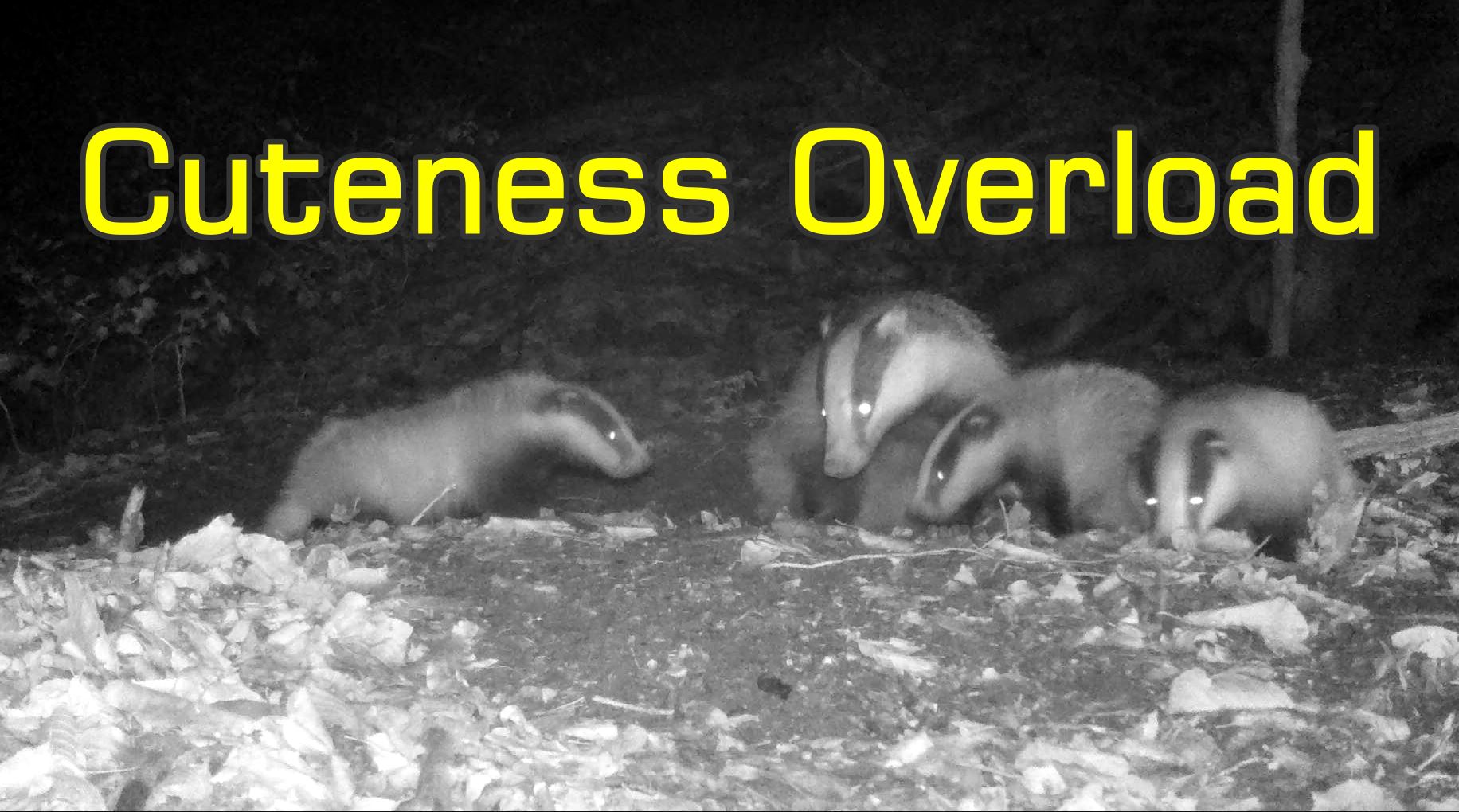 Female Badger Gives Birth to Three Babies, Trail Cams Capture Moment ...