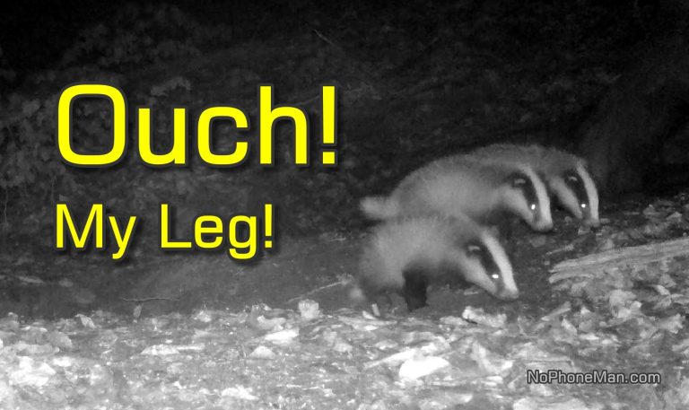 One of Three European Badger Cubs Got Injured and Limps on Right Hind ...