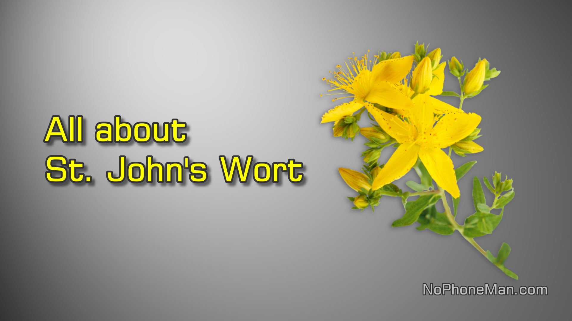 All About St. John’s Wort – How to Identify + Health Benefits – No ...