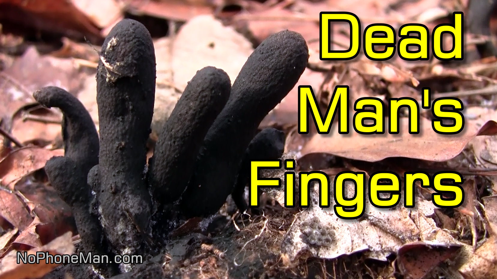 Dead Man’s Fingers (Xylaria Polymorpha) – Exploring and Identifying the ...